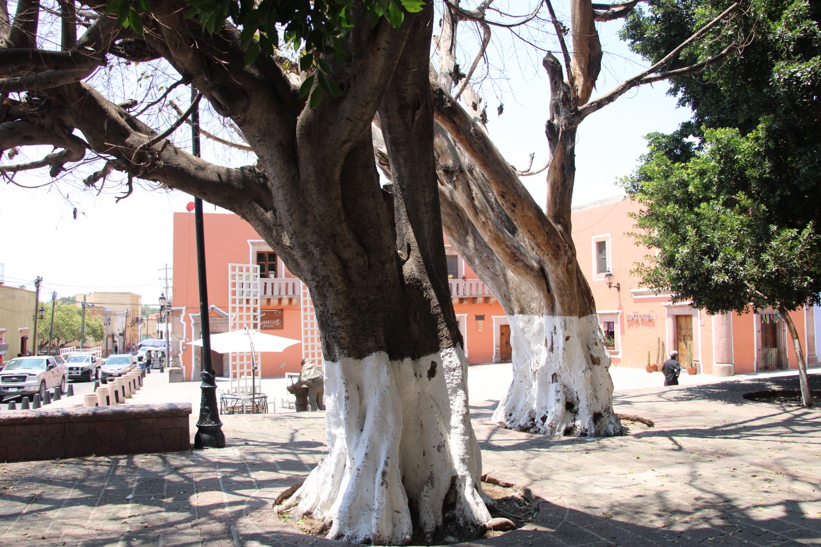 Existen 3 mil árboles enfermos en la capital - Paralelo 19